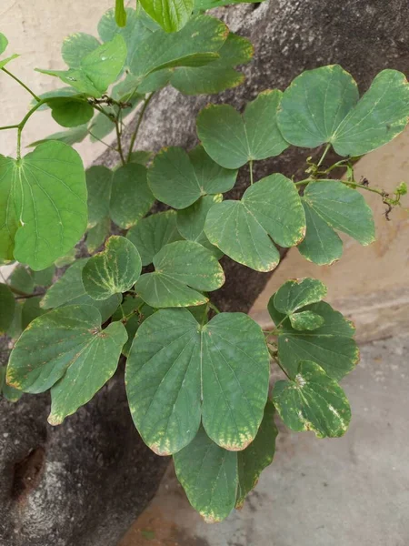 Plant of rajasthan Stock Photos, Royalty Free Plant of rajasthan Images ...