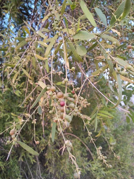 Eucalyptus nuts Stock Photos, Royalty Free Eucalyptus nuts Images ...