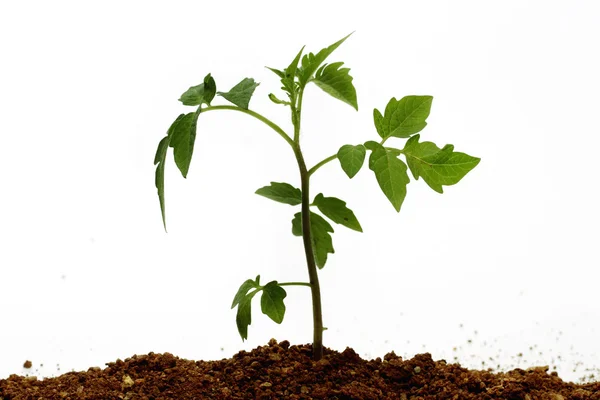 Seed starting Stock Photos, Royalty Free Seed starting Images ...