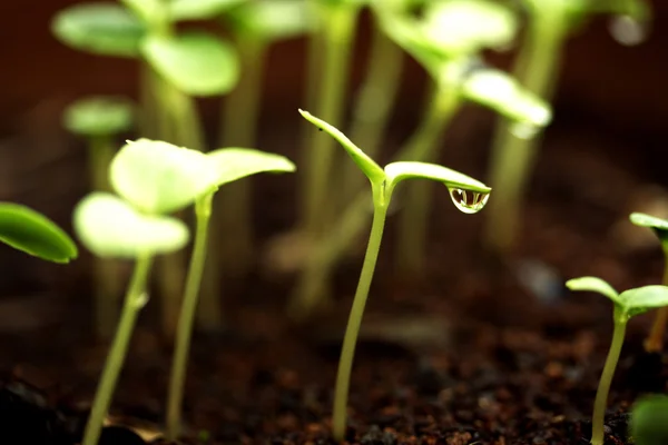 Planting seed Stock Photos, Royalty Free Planting seed Images ...