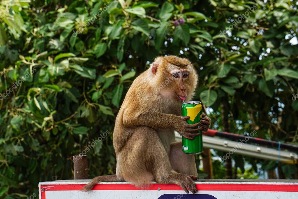 Mono macaco sentado sosteniendo una bebida. Mono está bebiendo una ...
