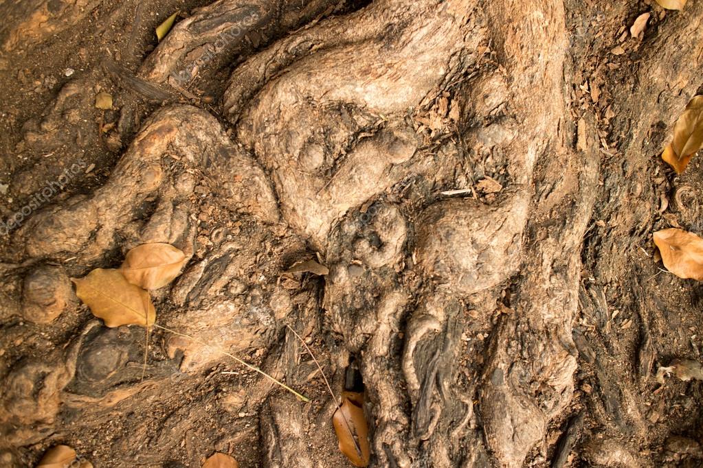 Gnarled Root Clump Detail at the Base of a Tree in Asia - Horizo ...