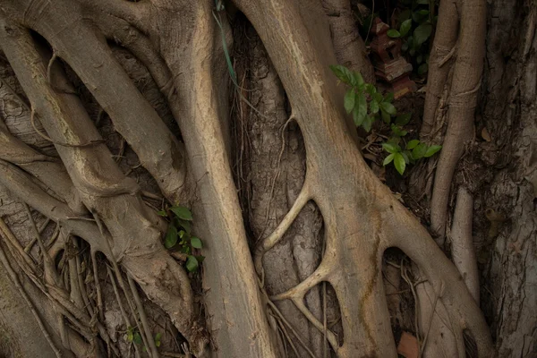 Mysterious Asian Tree Roots Detail with Leafy Plant — Stock Photo ...