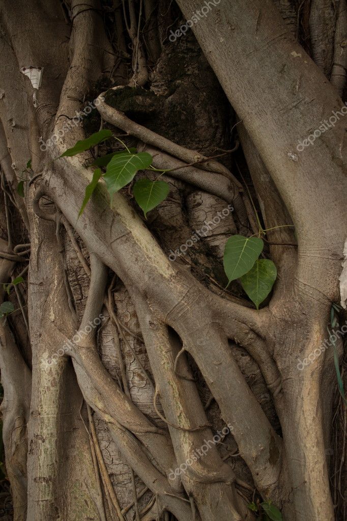 Mysterious Asian Tree Roots Detail with Leafy Plant — Stock Photo ...