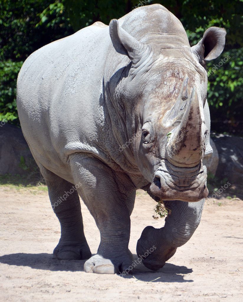 El rinoceronte también conocido como rinoceronte, es un grupo de cinco ...