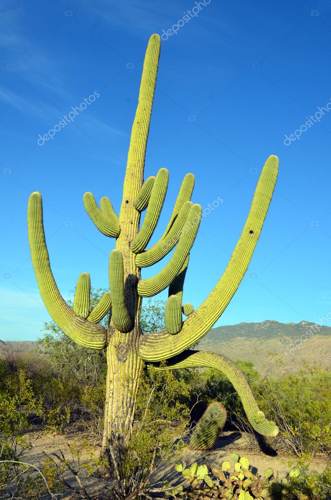 El saguaro es una especie de cactus arborescente (similar a un rbol) en ...