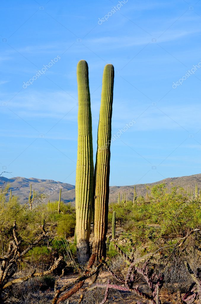 El saguaro es una especie de cactus arborescente (similar a un árbol ...
