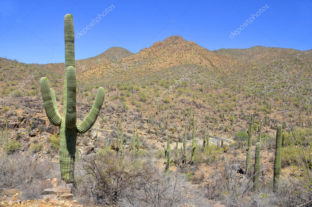 El saguaro es una especie de cactus arborescente (similar a un árbol ...