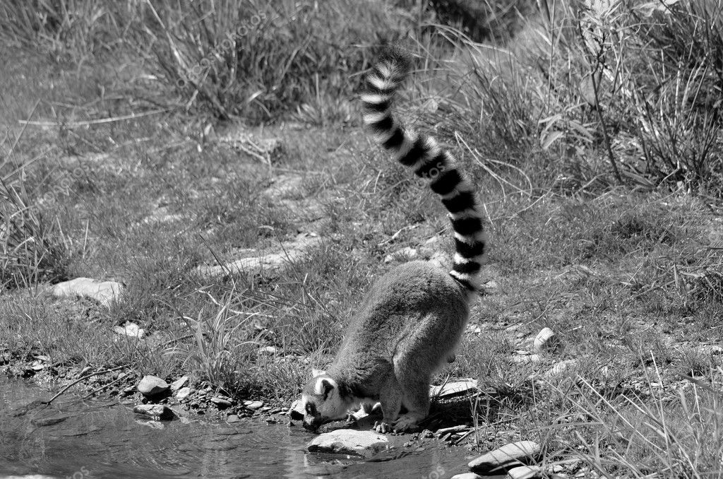 El lémur de cola anillada (Lemur catta) es un primate estrepsirrino ...