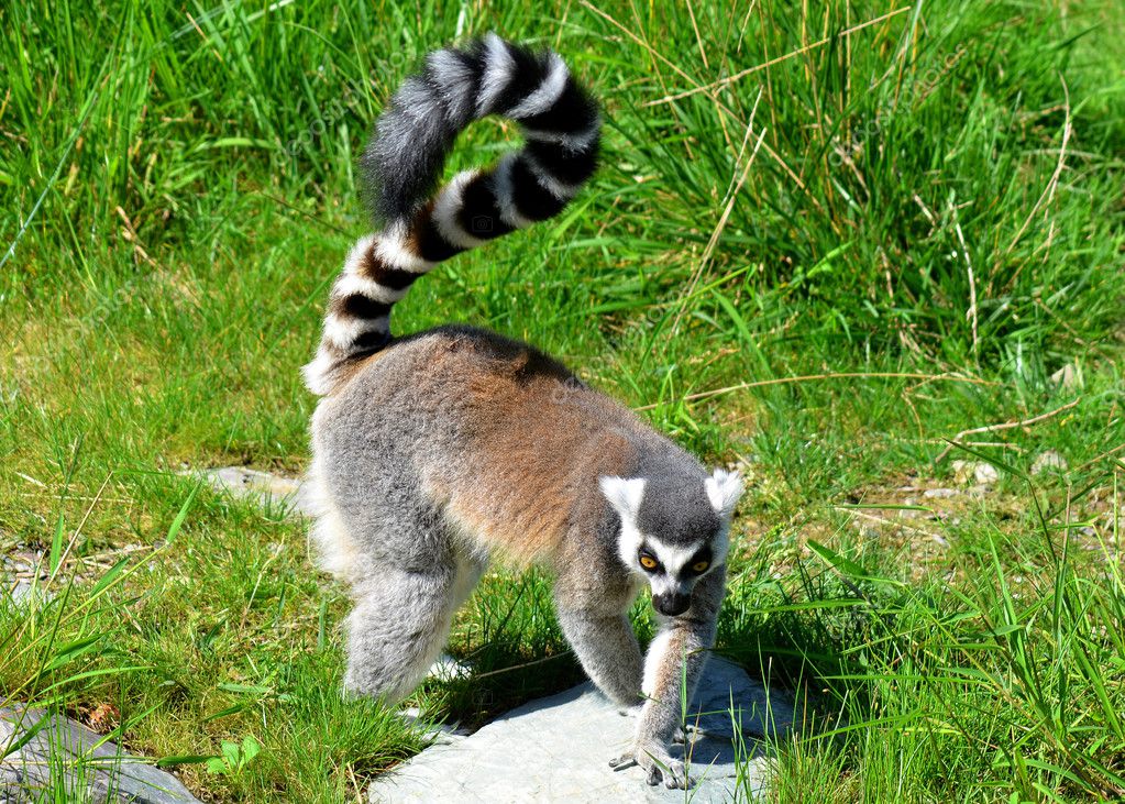 El lémur de cola anillada (Lemur catta) es un primate estrepsirrino ...