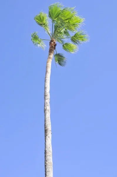 Windy palm tree Stock Photos, Royalty Free Windy palm tree Images ...