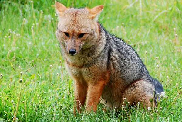 Culpeo Fox Species