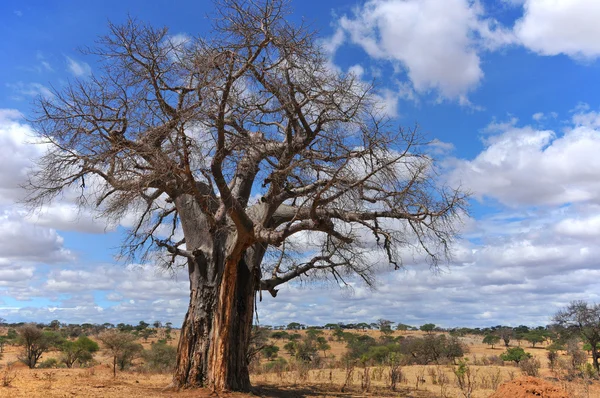 Fotos de Baobabs, Imagens de Baobabs sem royalties | Depositphotos