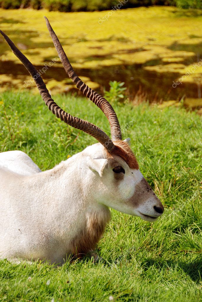 El addax (Addax nasomaculatus), también conocido como el antílope ...