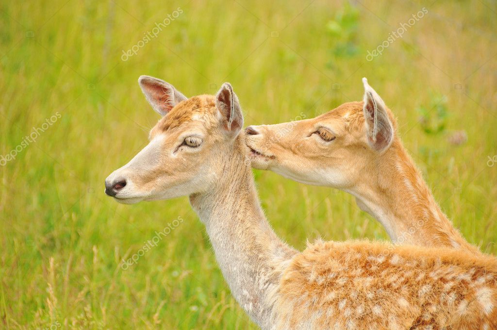 Una joven pareja de ciervos. Los ciervos son los mamíferos rumiantes ...