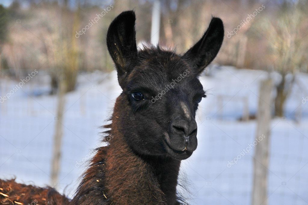 La llama en invierno (Lama glama) es un cam lido sudamericano ...