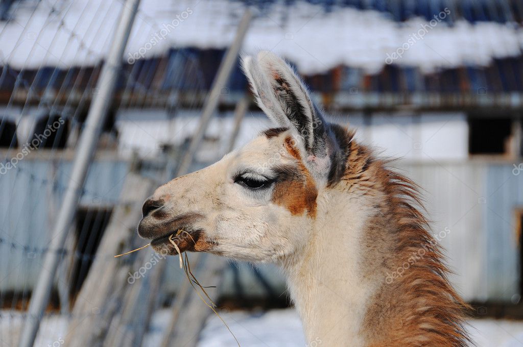 La llama en invierno (Lama glama) es un camélido sudamericano ...