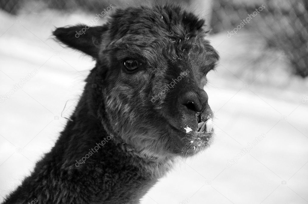 Llama Winter Time Lama Glama South American Camelid Widely Used — Stock ...