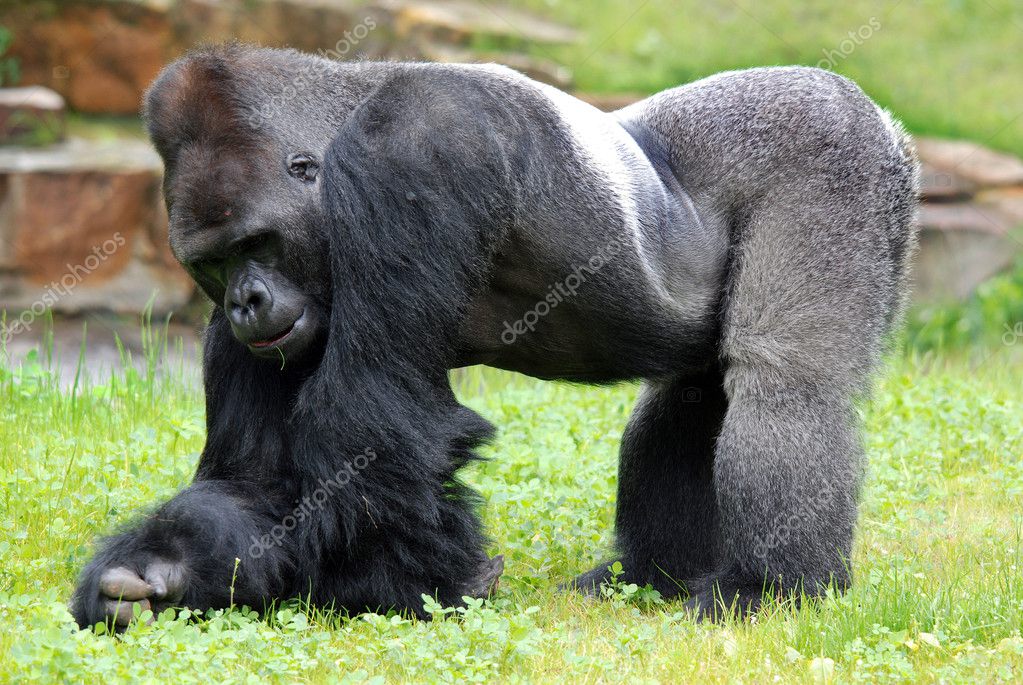 Gorillas Largest Extant Species Primates Ground Dwelling Predominantly ...