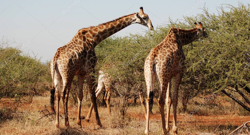 Parque Kruger en Sudáfrica: La jirafa (Giraffa camelopardalis) es un mamífero ungulado de dedos ...