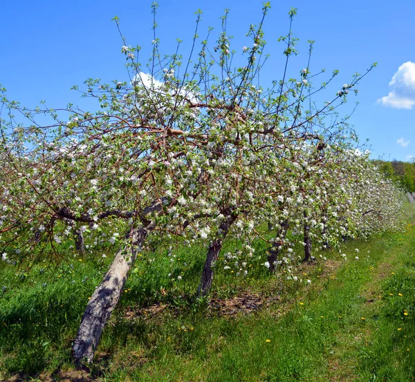 The apple trees blooming is a deciduous tree in the rose family best ...