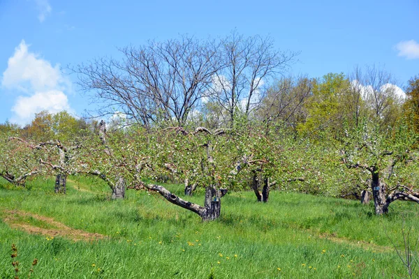 The apple trees blooming is a deciduous tree in the rose family best ...