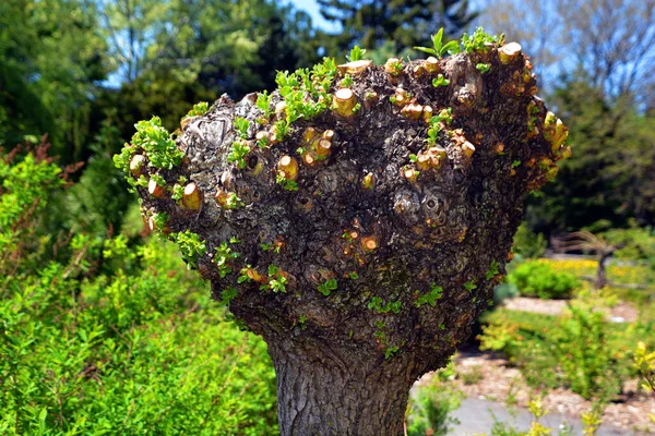 Mignonette tree Stock Photos, Royalty Free Mignonette tree Images ...