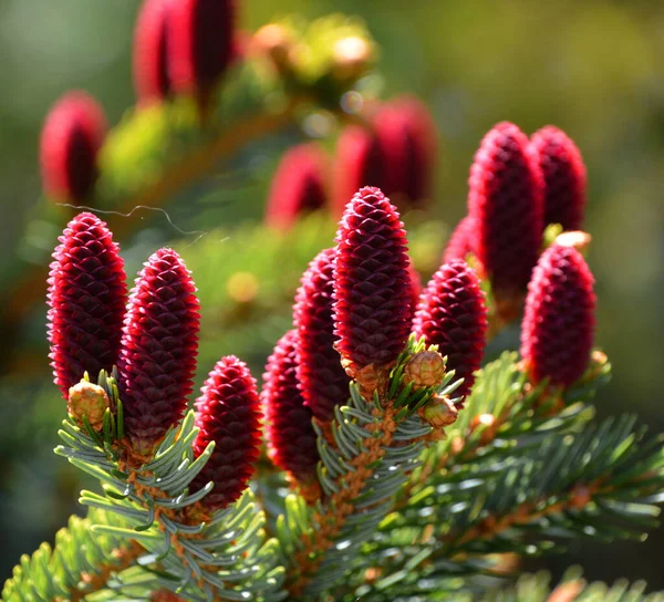 Picea excelsa Pictures, Picea excelsa Stock Photos & Images ...