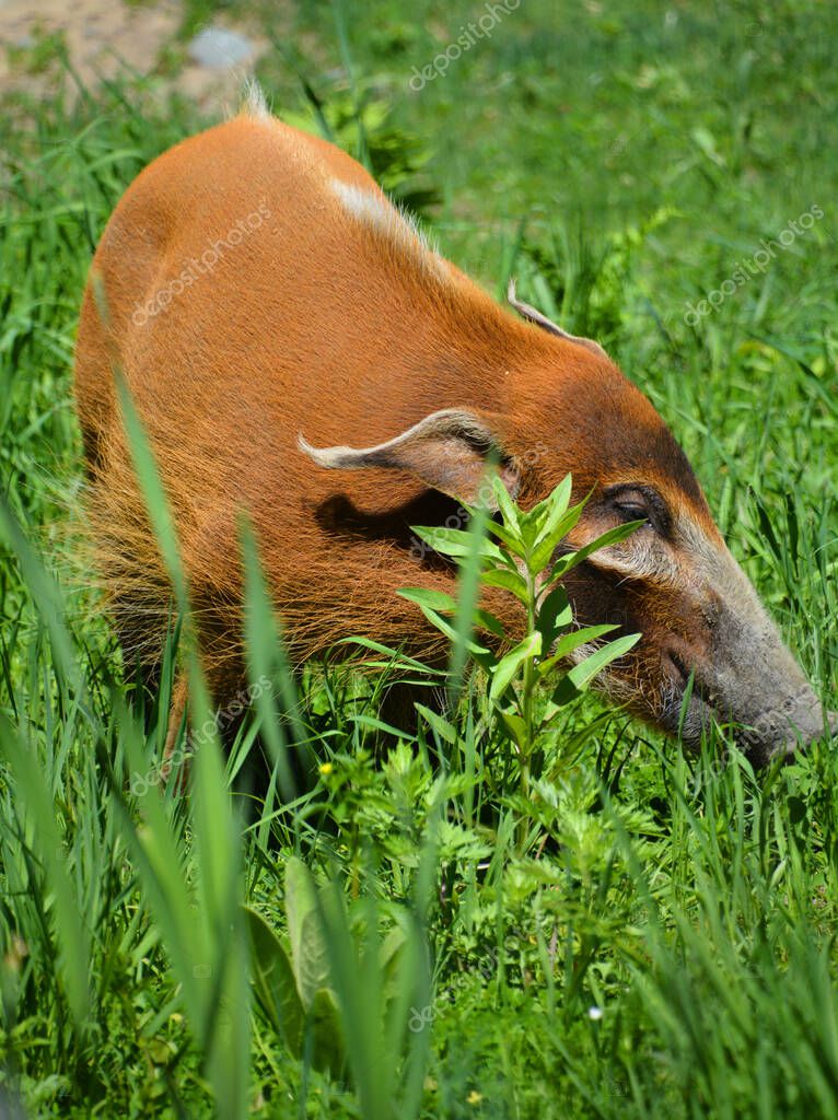 El cerdo rojo del río también conocido como cerdo arbusto, pero no debe ...