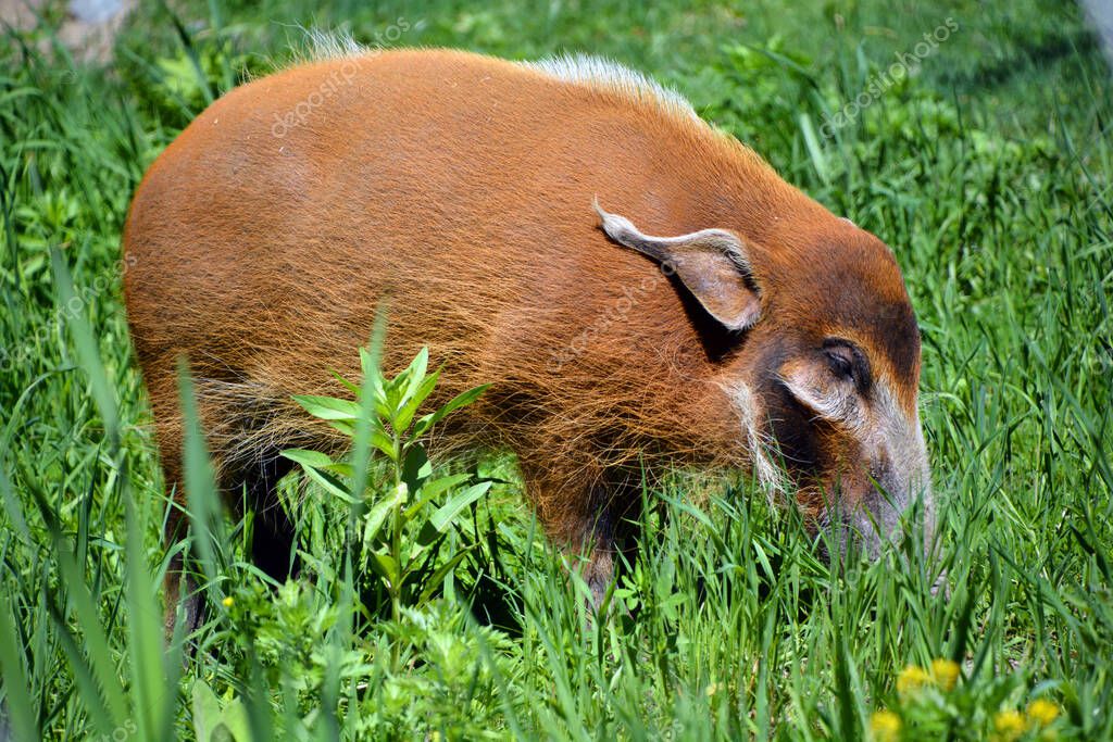 El cerdo rojo del río también conocido como cerdo arbusto, pero no debe ...