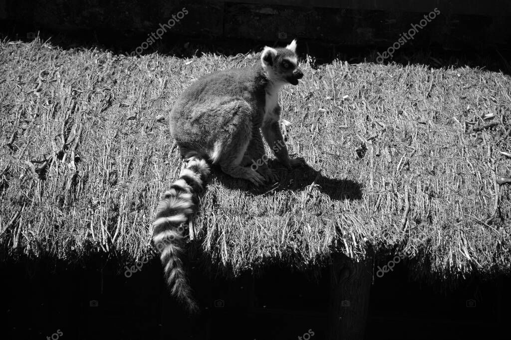 El lémur de cola anillada (Lemur catta) es un primate estrepsirrino ...