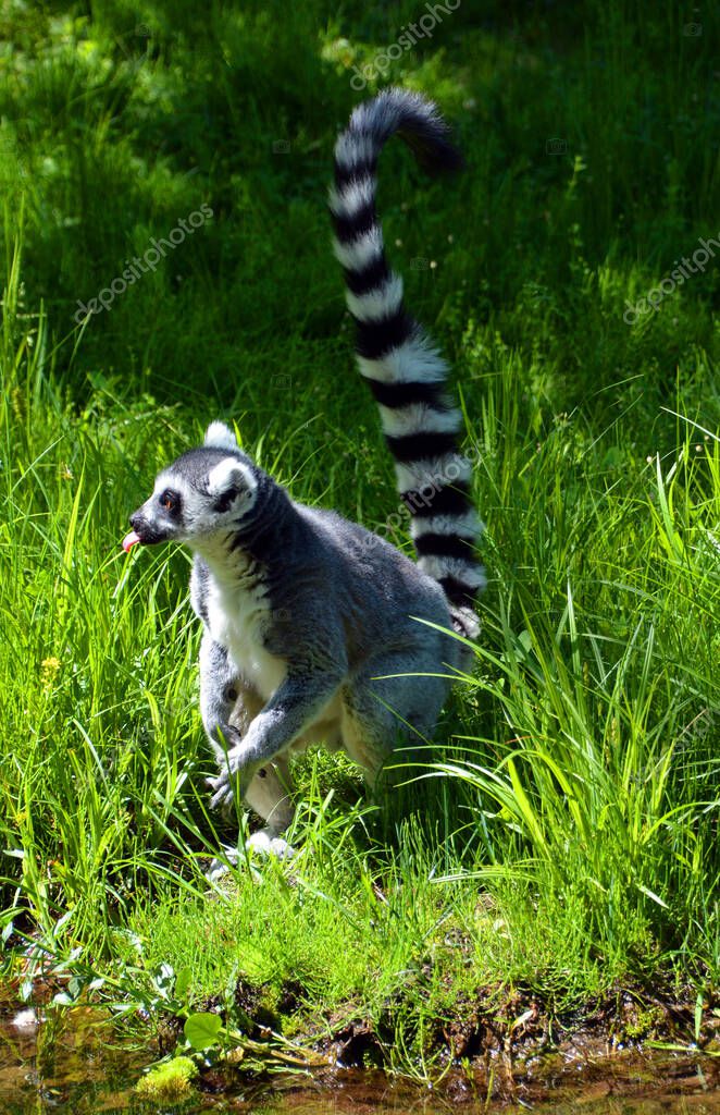 El lémur de cola anillada (Lemur catta) es un primate estrepsirrino ...