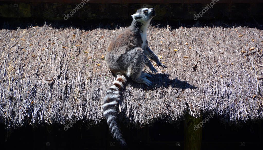 El lémur de cola anillada (Lemur catta) es un primate estrepsirrino ...