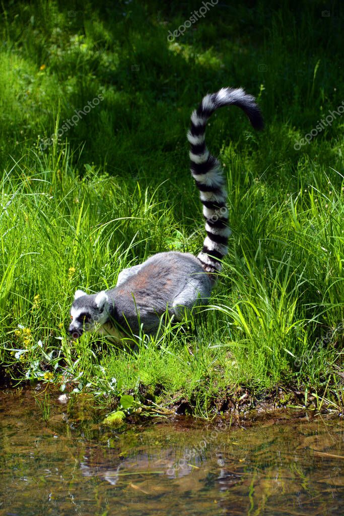 El lémur de cola anillada (Lemur catta) es un primate estrepsirrino ...