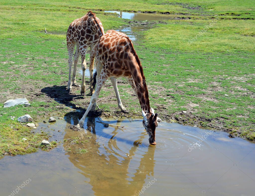 La jirafa (Giraffa camelopardalis) es un mamífero ungulado de dedos ...
