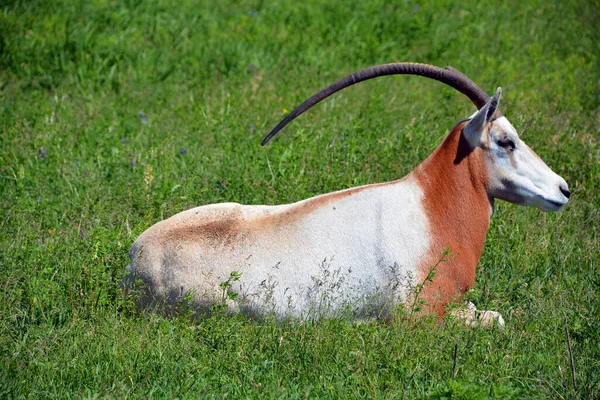 Cabra Stock Photos, Royalty Free Cabra Images | Depositphotos