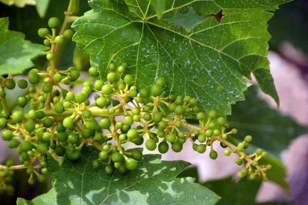 Cyprus vine Stock Photos, Royalty Free Cyprus vine Images | Depositphotos