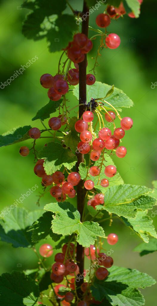 Ribes rubrum es un miembro del género Ribes perteneciente a la familia ...