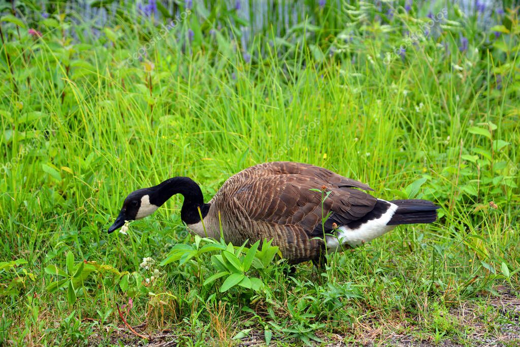 La familia del ganso de Canadá (Branta canadensis) es una especie de ...