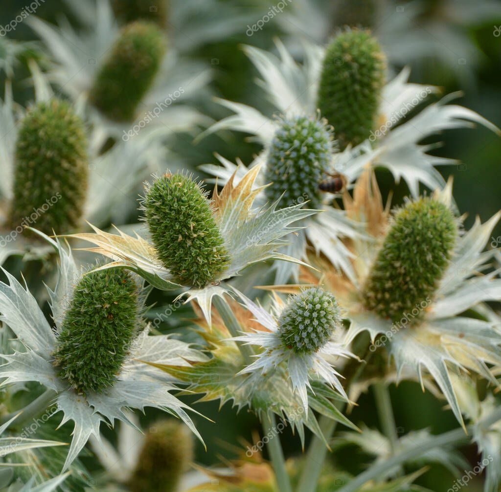 Cardo es el nombre común de un grupo de plantas con flores ...