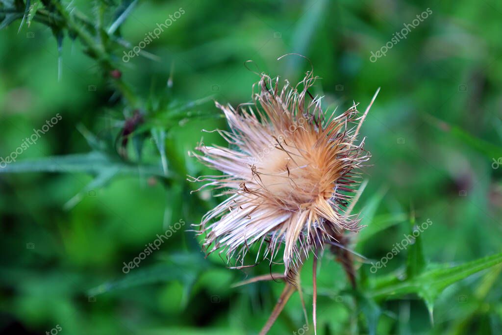 Cardo toro o Cirsium vulgare es una planta que está relacionada con la ... Cardo toro o Cirsium vulgare es una planta que está relacionada con la ...