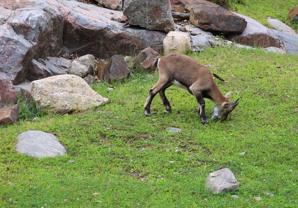 El íbice alpino (Capra ibex), también conocido como steinbock ...