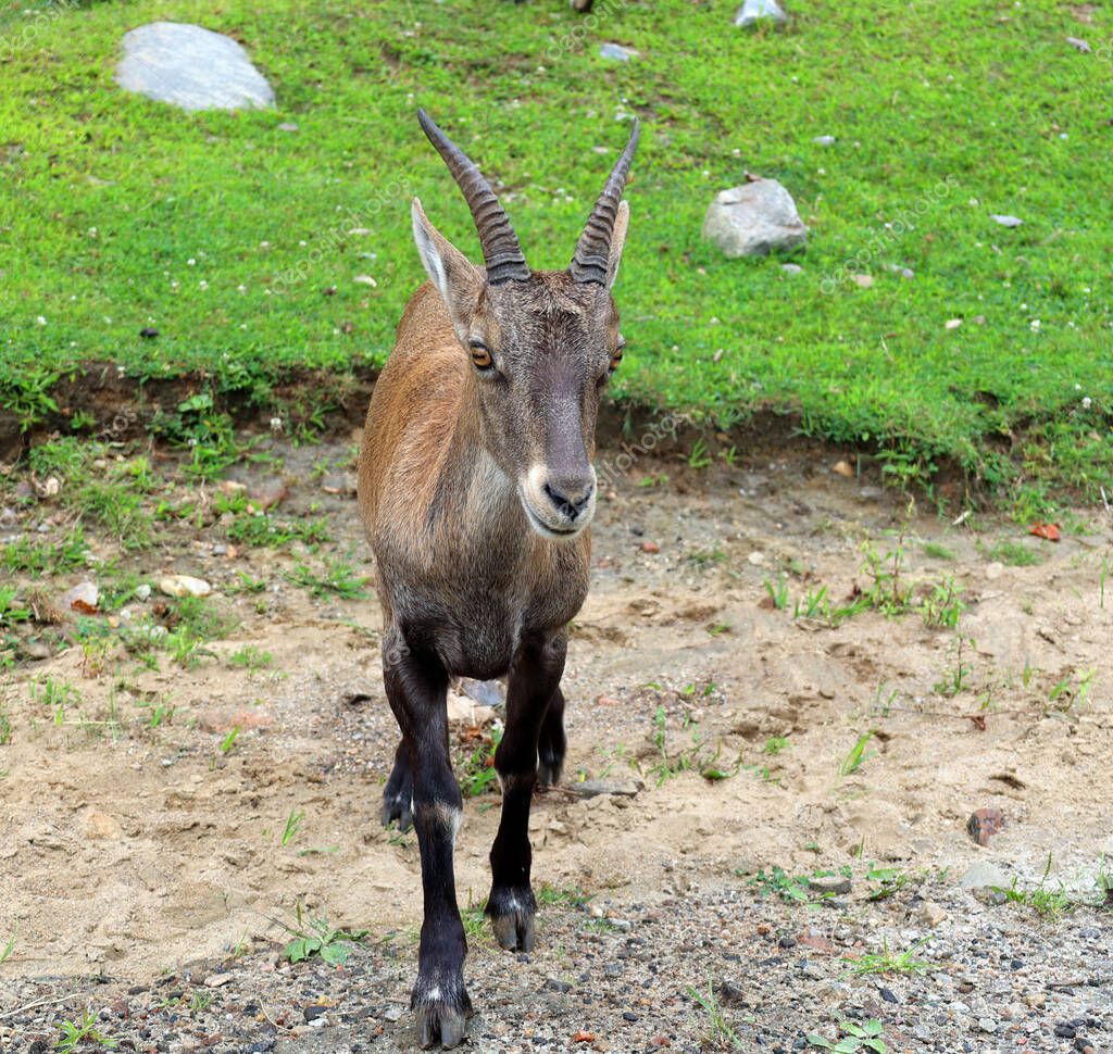 El íbice alpino (Capra ibex), también conocido como steinbock ...