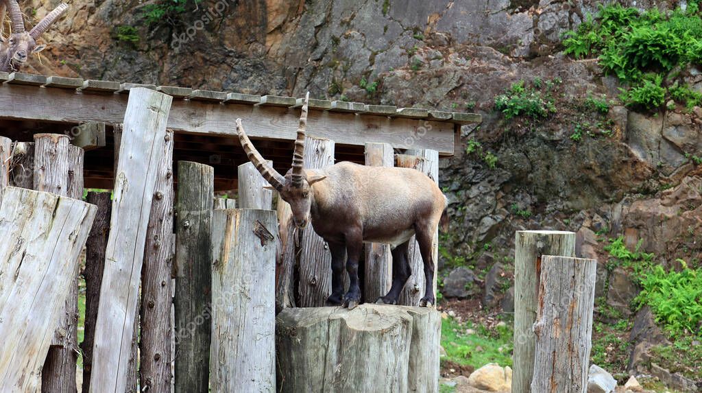 El íbice alpino (Capra ibex), también conocido como steinbock ...