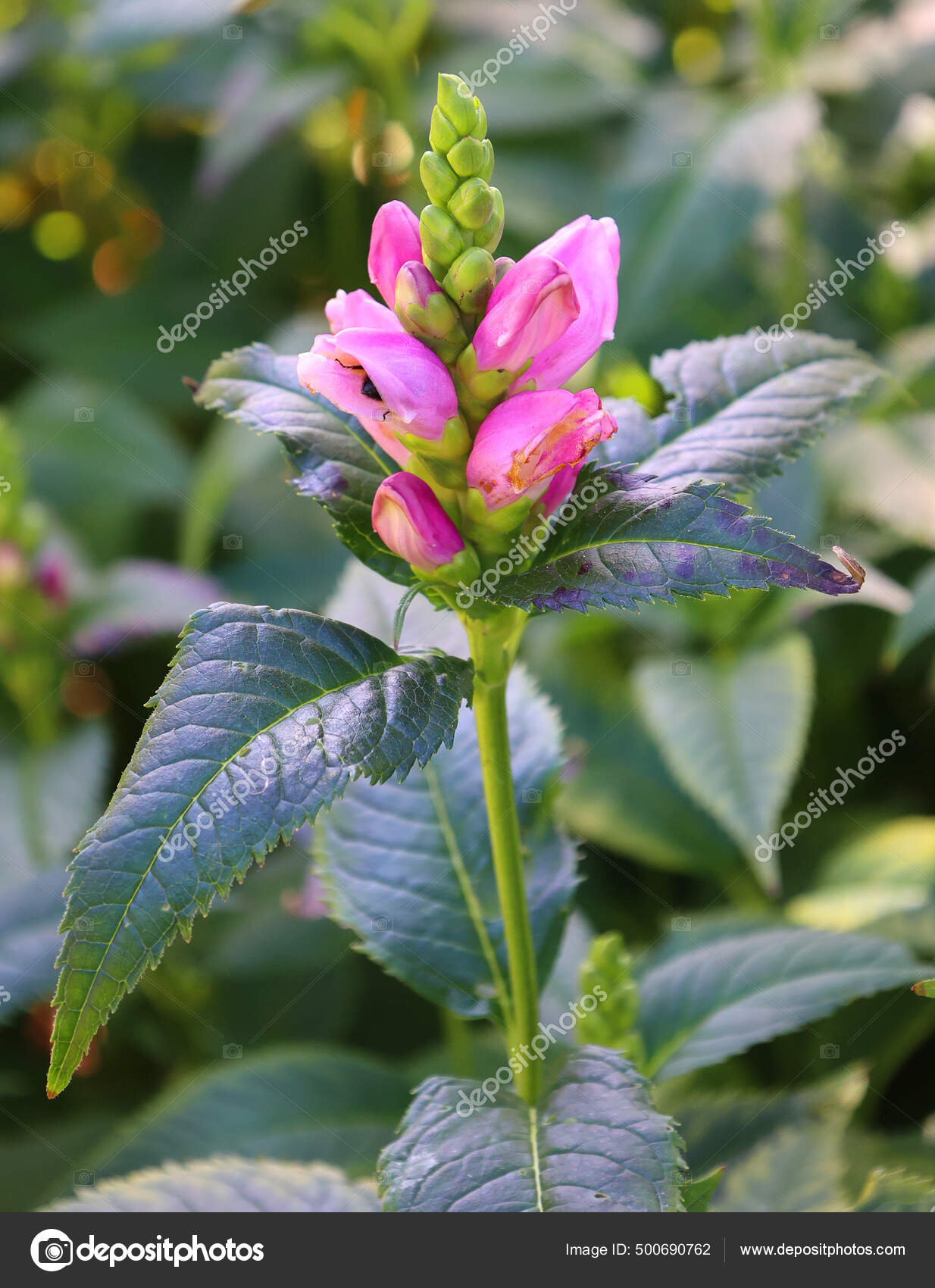 Rose Turtlehead