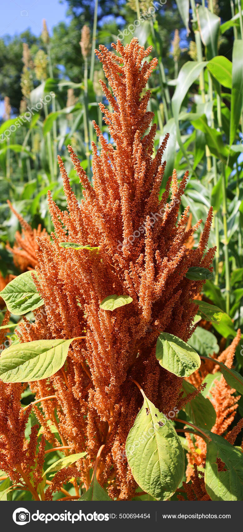 Millets Group Highly Variable Small Seeded Grasses Widely Grown World ...