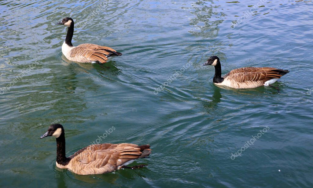 La familia del ganso de Canadá (Branta canadensis) es una especie de ...