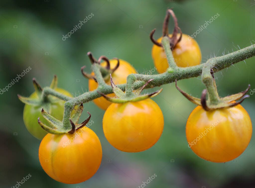 Tomate amarillo en forma de manzana, ahora es el momento. Este AAS ...