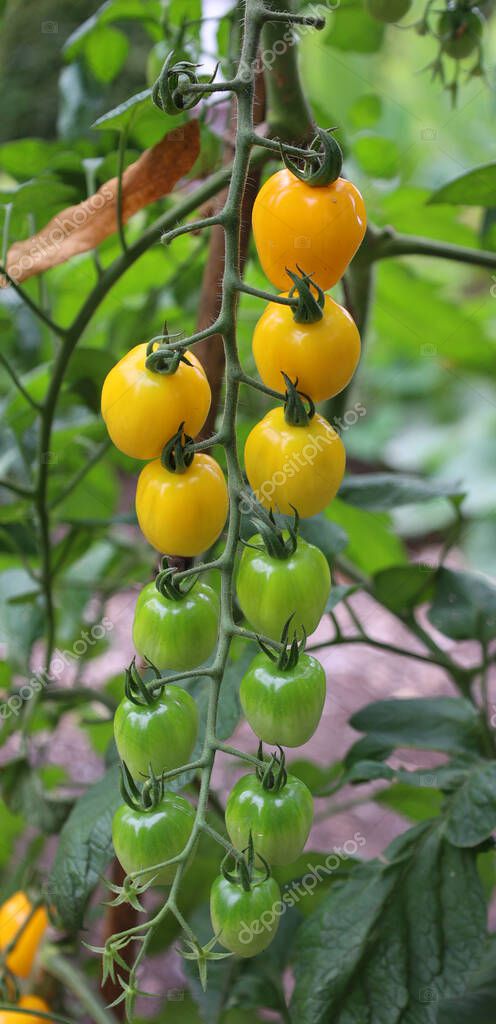 Tomate amarillo en forma de manzana, ahora es el momento. Este AAS ...