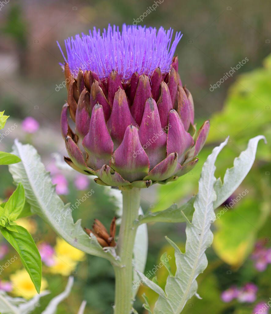 Alcachofa, Las flores se desarrollan en una cabeza grande a partir de ...